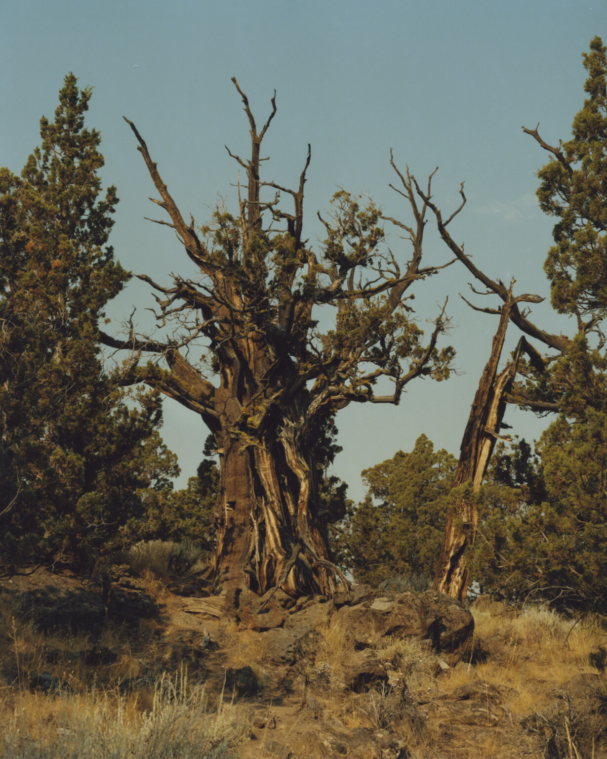 ROO LEWIS — Forest